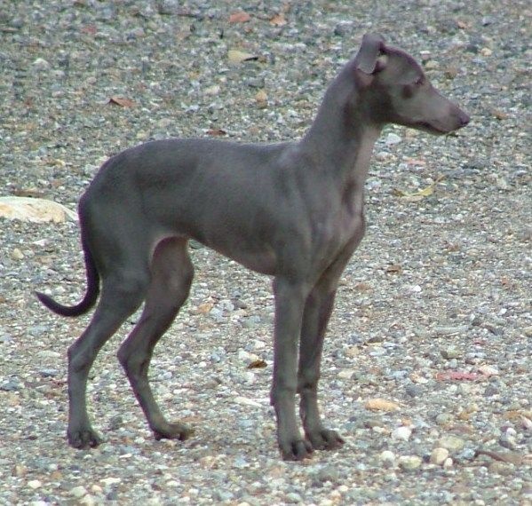 Accueil - Elevage amateur des Terres de Mérinville - éleveur de chiens ...